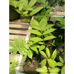 Jual Bibit Tanaman Jenu atau Tuba kuwrgu 2993nt - Jakarta Barat ...