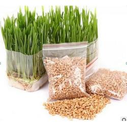 Jual Bibit / Benih /Seeds Wheatgrass Rumput Gandum Meningkatkan ...