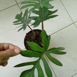 Jual Philo mayoi - Philo jari mayoi - philodendron mayoi - Kab. Bogor ...