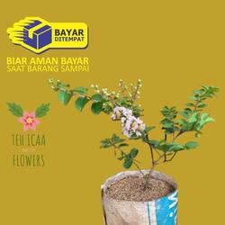 Jual pohon pacar air tanaman bunga pacar kembang pacar - Tanaman Hias ...