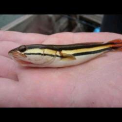 Jual ikan hias gabus toman ukuran.15cm - Kota Depok - MDN fish | Tokopedia