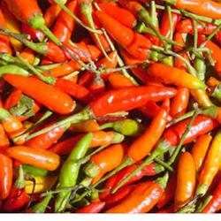 Jual CABAI / CABE RAWIT MERAH / CABE SETAN [100g] - Rawit Merah ...