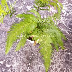 Jual Tanaman hias pakis hutan cantik - paku rane - ekor merak - Kab ...