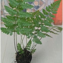 Jual Tanaman hias pakis hutan cantik - paku rane - ekor merak - Kab ...