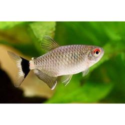 Promo manosa red eye tetra - ikan hias aquascape - Kota Depok - Team ...