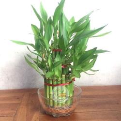 Jual Tanaman Hias Bambu Hoki Melingkar Satuan / Bambu Rejeki / Tinggi ...