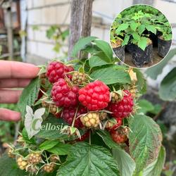 Promo Bibit Tanaman Buah Rasberi Import / Raspberry Polka - Kota Batu ...