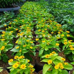 Promo Tanaman hias bunga matahari mini | kolget - Kota Depok ...