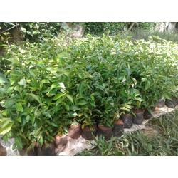 Jual Tanaman Teh Tehan / Teh Pagar / Acalypha Siamensis / Teh Tehan ...