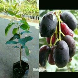 Jual Bibit Tanaman Buah Juwet Hitam/Buah Jamblang/Buah Duwet/Buah ...