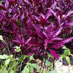 Jual tanaman hias bayam merah - bunga erpah -tanaman erfah - Kab. Bogor ...