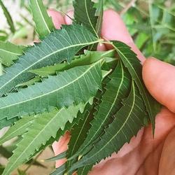 Jual BIBIT TANAMAN MIMBA 1 METER / MIMBO / TANAMAN OBAT KELUARGA ...