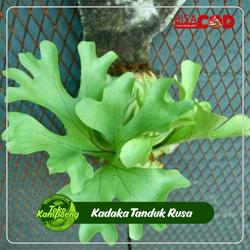 Jual Kadaka Tanduk Rusa Pakis Paku Bintang Biru Blue Star Fern Tanaman ...