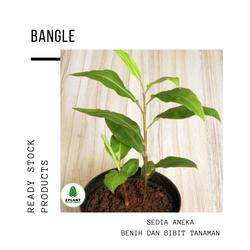 Jual Terlaris tanaman bangle/panglai/panglay/bibit bangle - Kota Bekasi ...