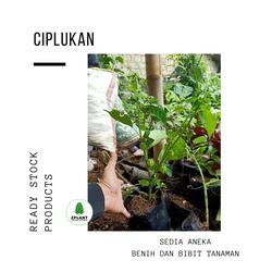 Jual Pohon Ciplukan - Bibit Tanaman Cecendet - Buah Cecenet Herbal ...