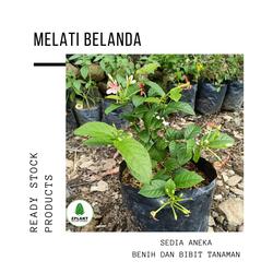 Jual Tanaman Hias Bunga Melati Belanda Pink Bibit Pohon Holland ...
