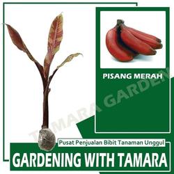Jual Bestseller Bibit Pisang merah/cau hurang segar⠀⠀⠀⠀⠀⠀⠀ - Jakarta ...