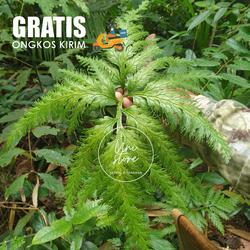 Jual Tanaman hias pakis hutan cantik - paku rane - ekor merak - Jakarta ...