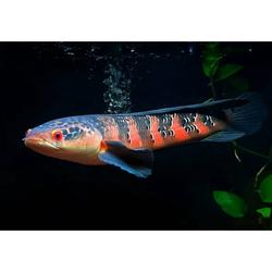 Jual ikan hias gabus predator chana maru red barito cana red barito 2 ...