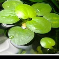 Jual teratai air- tanaman aquascape - tanaman teratai - tanaman ...