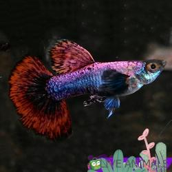 Jual Ikan Hias Air Tawar Guppy Cobra Betina M - Jakarta Barat - Nagatawa Ornamental Fish | Tokopedia