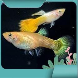 Jual Ikan Hias Guppy Yellow Micarif Sepasang hiasan akuarium - betina - Kab. Demak - Zeus Guppy ...