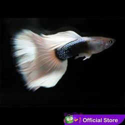 Jual Guppy HB White / Half Black White / Ikan Hias Air Tawar Aquascape - Kota Tangerang - CGK ...