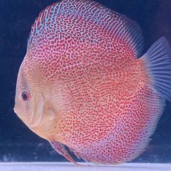 Jual Discus Panthera 2,5 inchi body - Kab. Bogor - Discus78 | Tokopedia