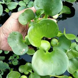 Jual daun tanaman enceng eceng gondok apu-apu murah aquascape aquarium ...