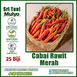 Jual 25 Biji - Benih Cabai Rawit Unggul JAPLAK PUTIH - bibit sayuran ...