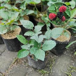 Jual Bibit Tanaman Buah Raspberry / Rasberi Merah pohon - Kota Batu ...