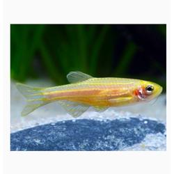 Jual ikan hias danio zebra Red,yellow,green / Schooling / Aquascape ...