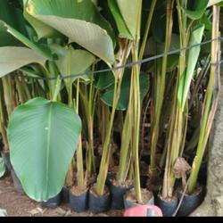 Jual pohon pisang karibay. - Kota Depok - Tanaman hias parmandenis ...