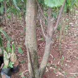 Jual pohon ketapang biola tinggi 1,5 meter //tanaman hias kapan biola ...