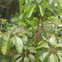 Jual tanaman hias pohon Walisongo tinggi 1,30 cm daun besar - Kota ...