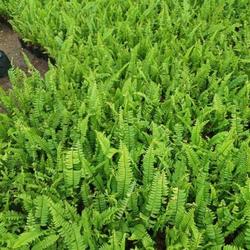 Jual tanaman hias indoor Fern Lemon Button/ Pakis kelabang/ sehat ...