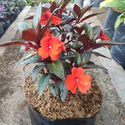 Jual Tanaman Hias Impatiens atau pacar air pink - Kota Batu - Almira ...