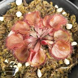 Jual Drosera Broomensis Sundew Tanaman Pemakan Serangga Carnivorous ...