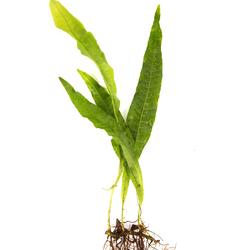 Jual Kadaka Java Fern Porsi Ikat - Microsorum Pteropus Tanaman ...