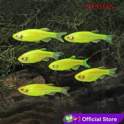 Jual Green Danio Slayer Tetra Zebra / Ikan Hias Aquascape - Kota ...