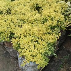 Jual Tanaman Legistrum Daun Kuning / Pohon Legistrum - Kab. Bogor ...