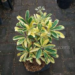 Jual tanaman Walisongo variegata - Kota Depok - Aldo plant | Tokopedia