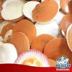 Jual Kerang Simping Scallop Fresh 1kg - Simping Besar, 0,5 kg - Jakarta ...