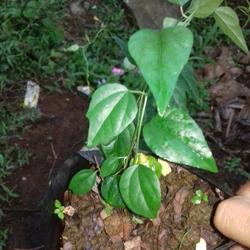 Jual Bibit Pohon Cincau Jelly Hijau - Tanaman Daun Cincau Jelly Rambat ...