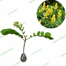 Jual Bibit stek pohon Gamal untuk budidaya tanaman rambat vanili dan ...