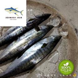 Jual Ikan Payus Segar 1~Kilogram - Kab. Tangerang - Dermaga Ikan ...