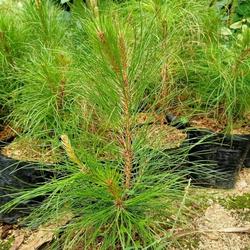 Jual Tanaman Hias Cemara Pinus - Kota Tangerang Selatan - Sumber Berkah ...