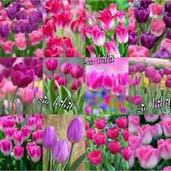 Setangkai Bunga Tulip Belanda