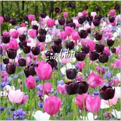 Setangkai Bunga Tulip Belanda