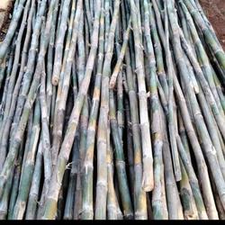 Jual Tiang Bendera Bambu Umbul-umbul Merah Putih Tongkat Bambu Tiang ...